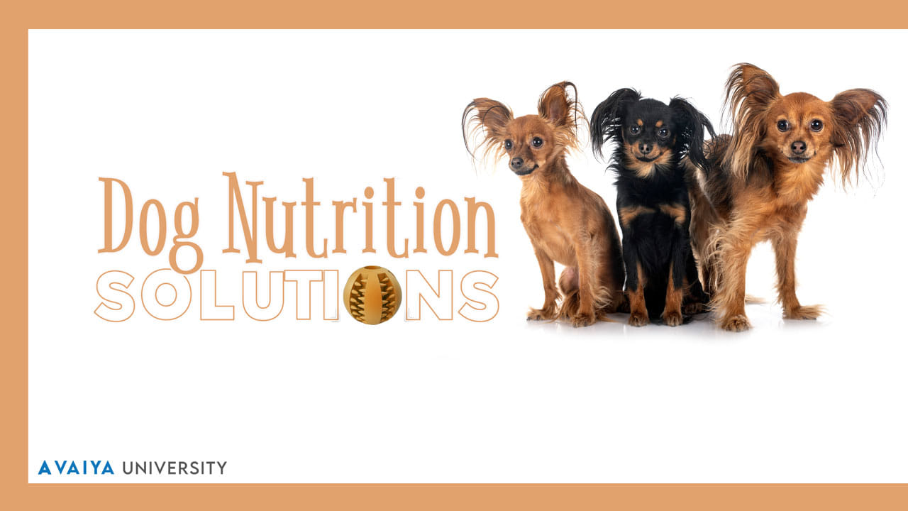 Hanna Mandelbaum Dog Nutrition Solutions